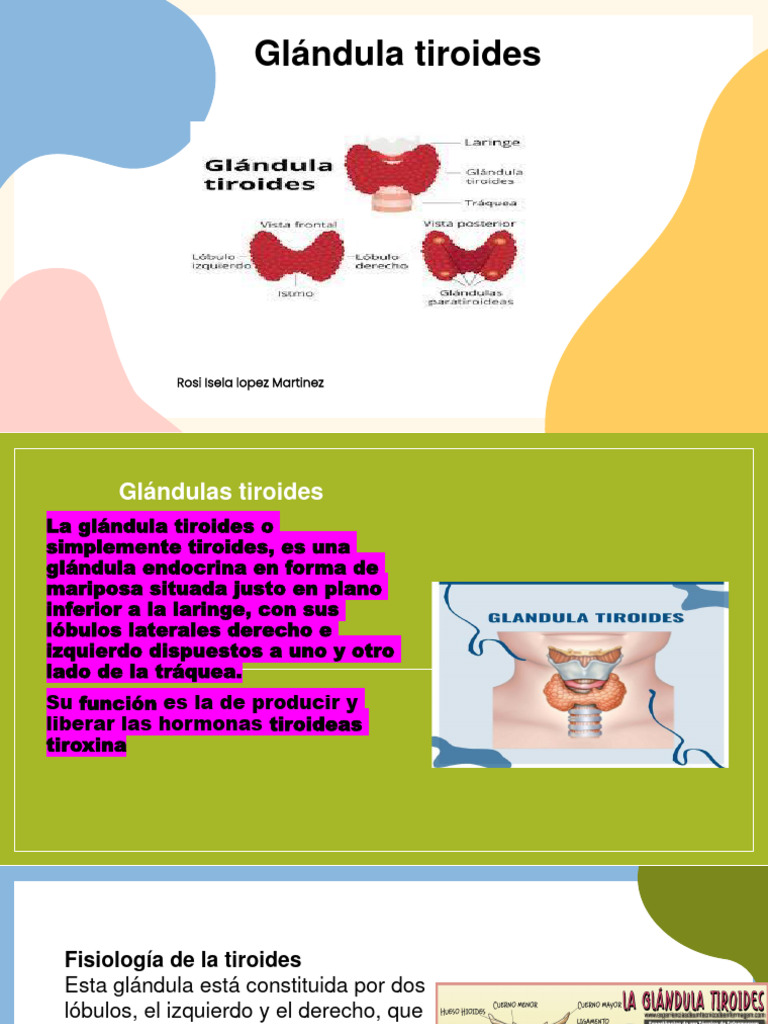 Expo 1 | PDF | Tiroides | Bioquímica