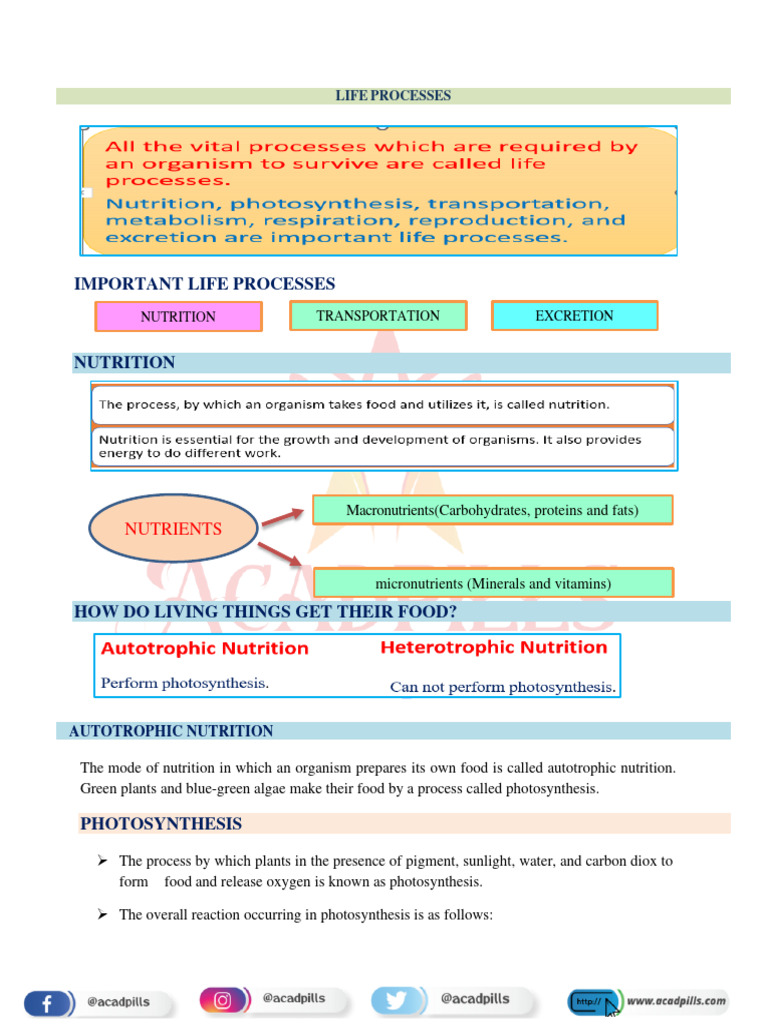 Chapter 5- Life processes | PDF | Diet & Nutrition | Nutrition