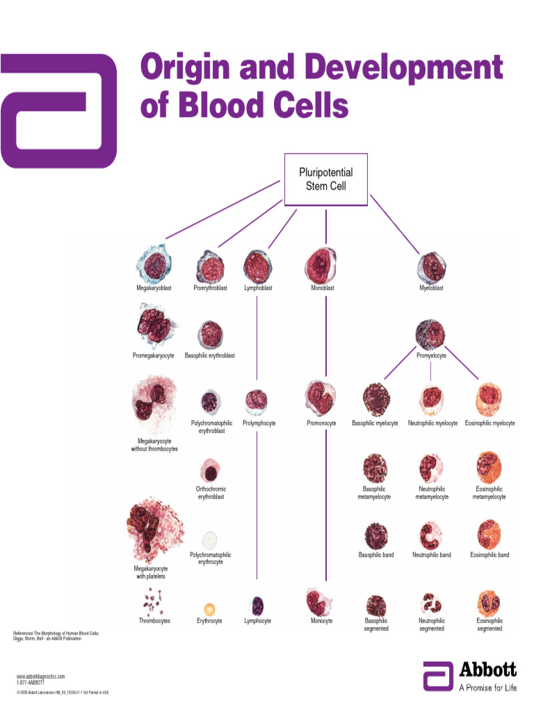 Blood Cell Poster | PDF | Blood Cell | Immune System