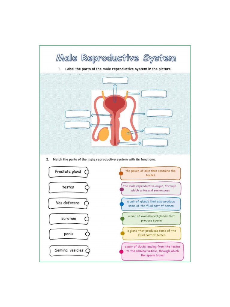 SCIENCE-GRADE-5 | PDF | Plants | Electrical Conductor