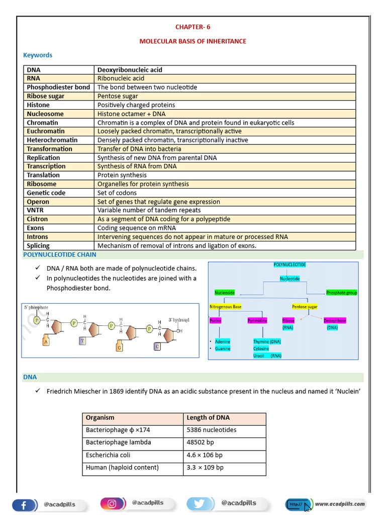 Chapter-6 Molecular Basis of Inheritance | PDF | Rna | Translation (Biology)