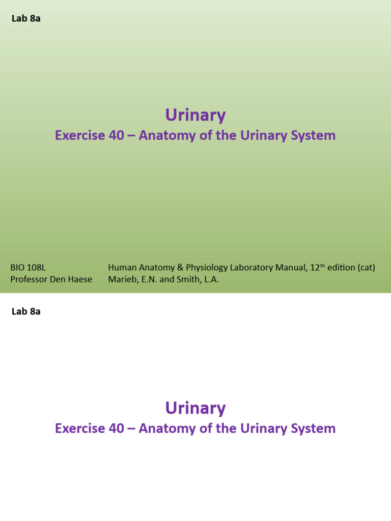 Lab 8a - Anatomy of Urinary System With Omissions | PDF | Kidney ...