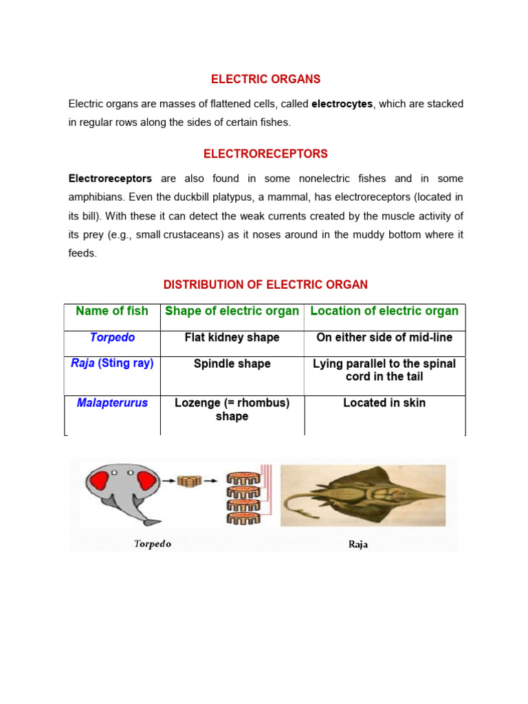 Electric Organs: Functions & Mechanisms | PDF | Electricity | Physiology