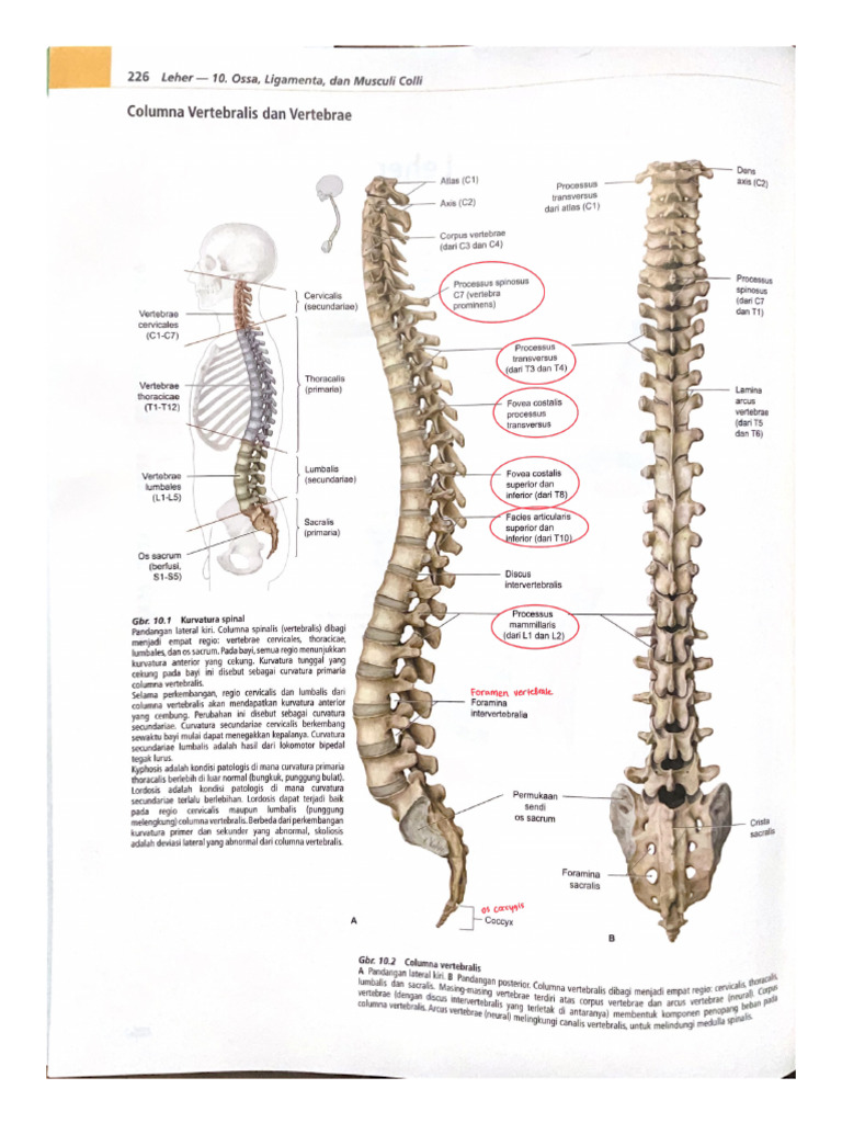 226 Leher - 10. Ossa, Ligamenta, Dan Musculi Colli 2 | PDF