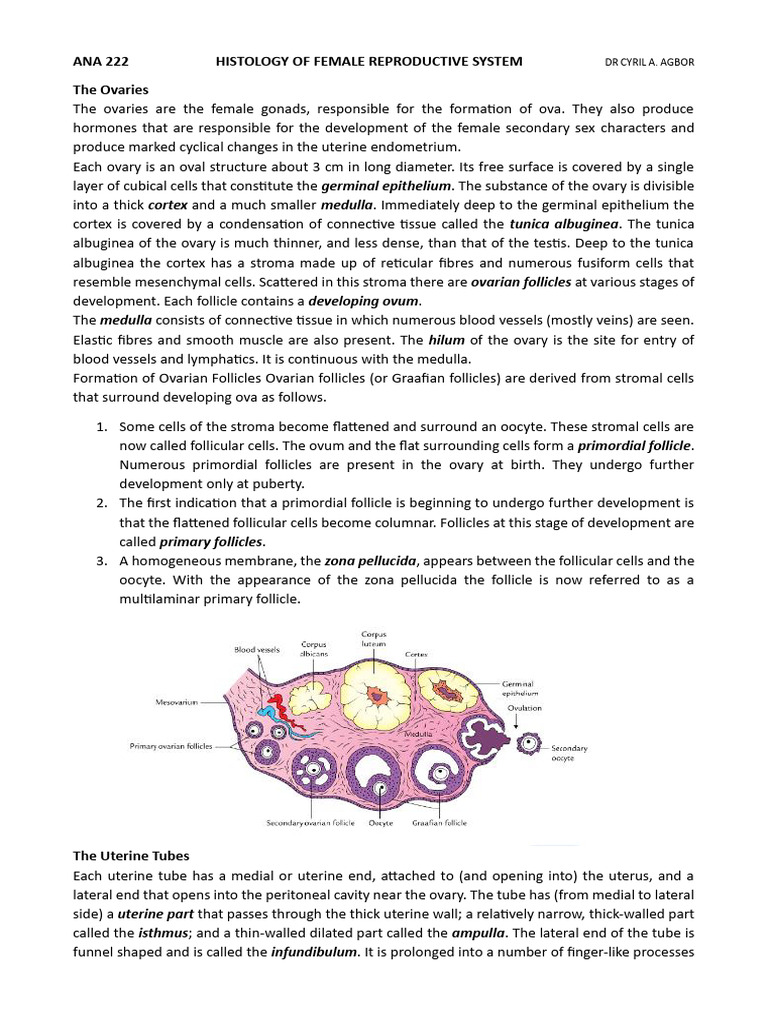 ANA 222 Female Reproductive System | PDF | Ovary | Uterus