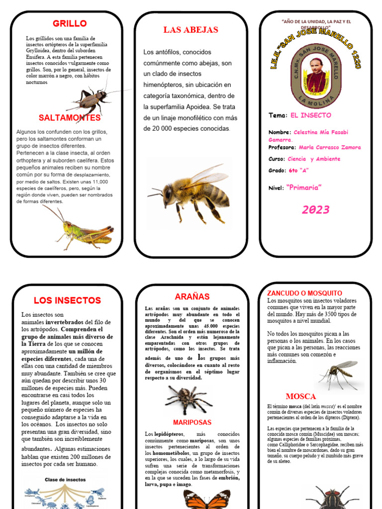 Triptico LOS INSECTOS | PDF | Mosca | Insectos