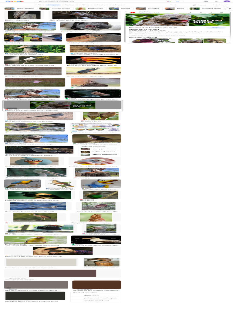 Bird Without A Mouth Rare - Google Search | PDF | Birds | Wikipedia