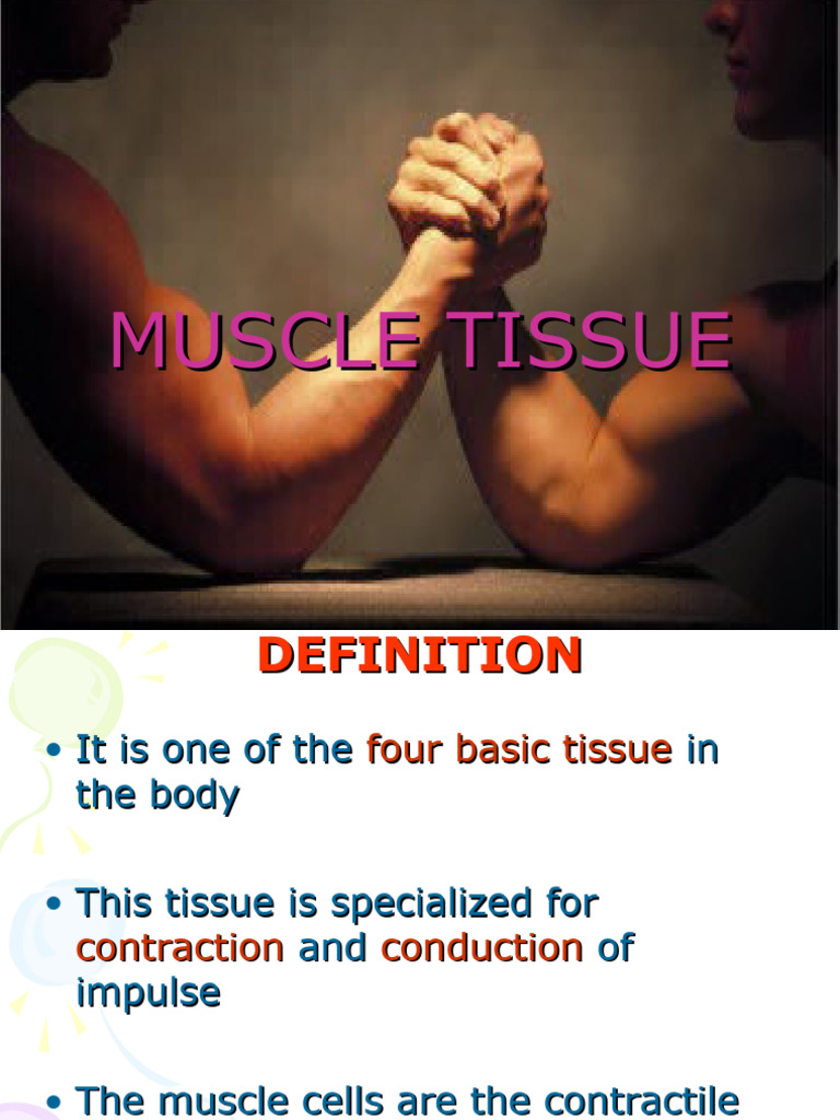 Muscle Tissue | PDF | Skeletal Muscle | Muscle Contraction