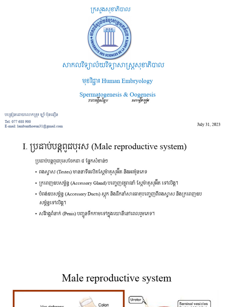 CH2 - Male Reproductive System - 2023 | PDF | Female Mammals ...