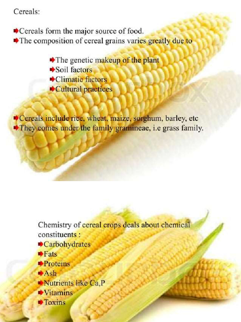 Cereals | PDF