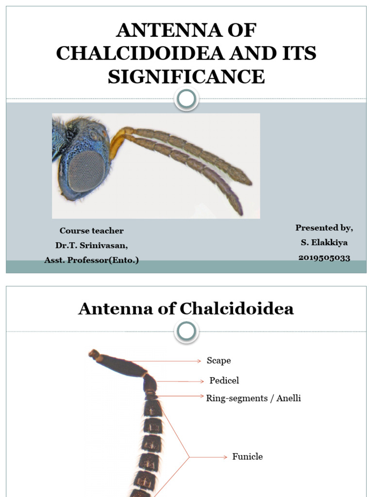 Antenna of Chalcidoidea and Its Significance 22 | PDF | Arthropods | Neuroscience