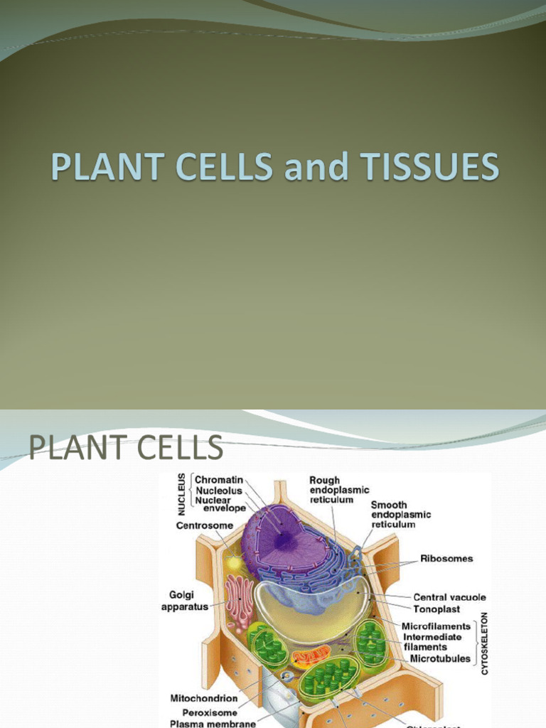 Plant Cell and Tissue | PDF | Tissue (Biology) | Plant Stem