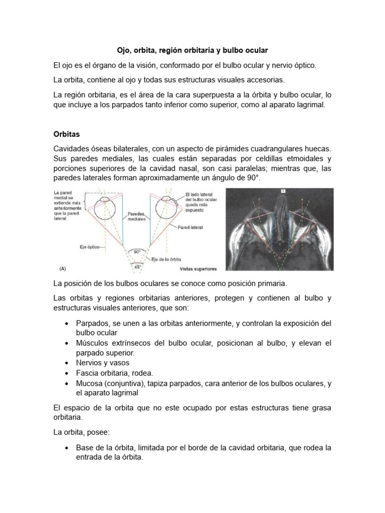 Ojo, Orbita, Región Orbitaria y Bulbo Ocular | Descargar gratis PDF | Ojo humano | Rasgos faciales