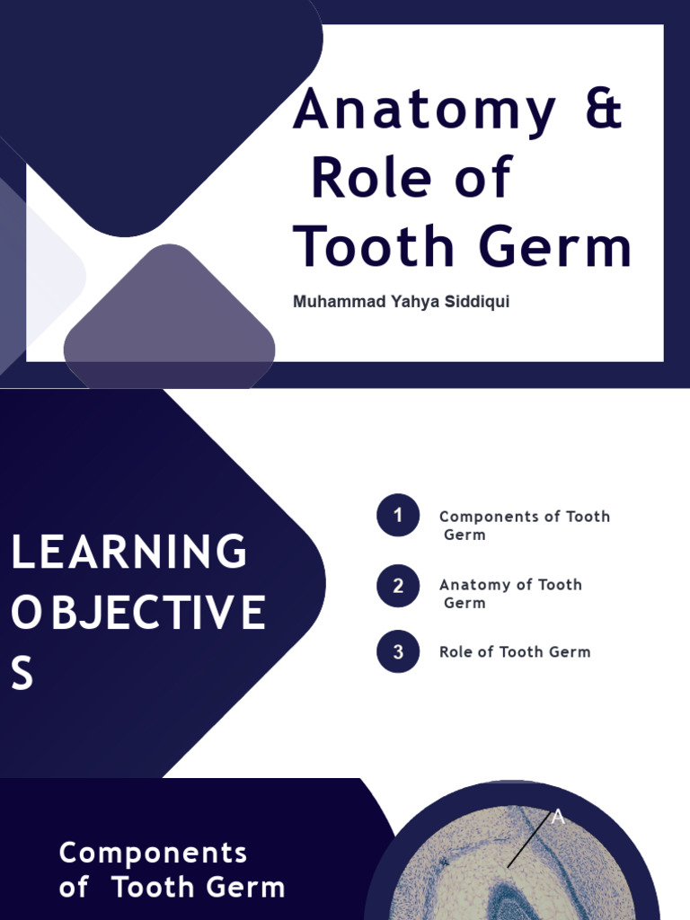 Tooth Germ 1 | PDF