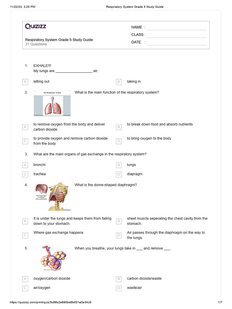 Grade 5 Respiratory Quiz Guide | PDF | Lung | Respiratory System