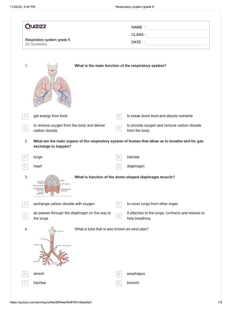 Respiratory System Grade 5 | PDF | Respiratory Tract | Respiratory System
