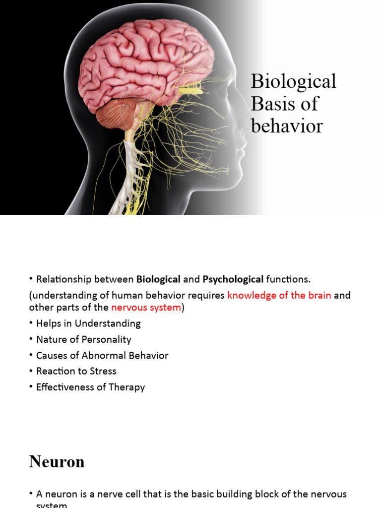 Biological Foundations of Behavior | PDF | Neuron | Autonomic Nervous ...
