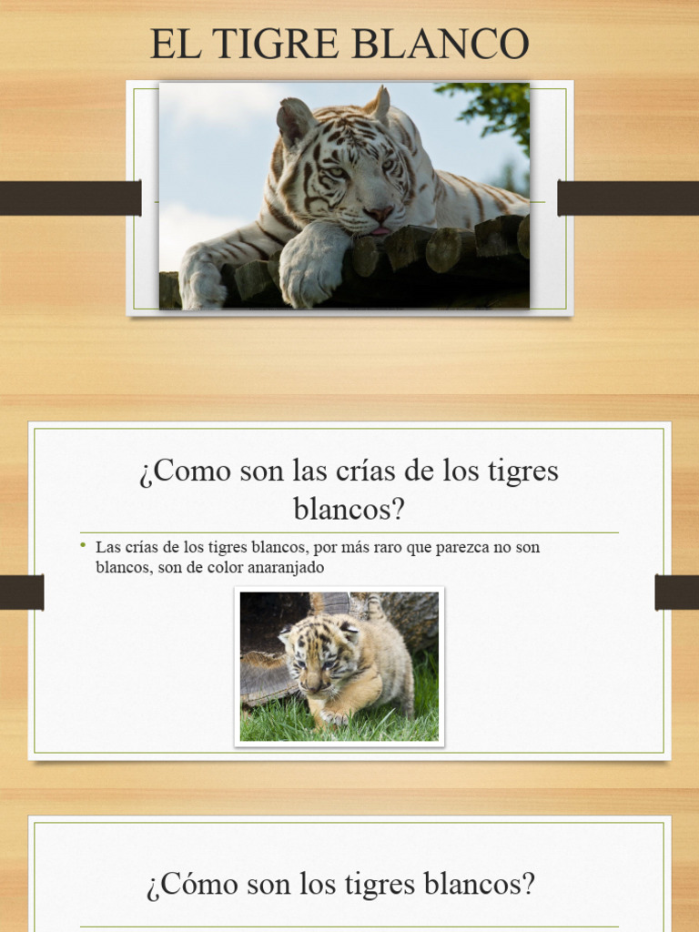 El Tigre Blanco | PDF | Tigre | Caza