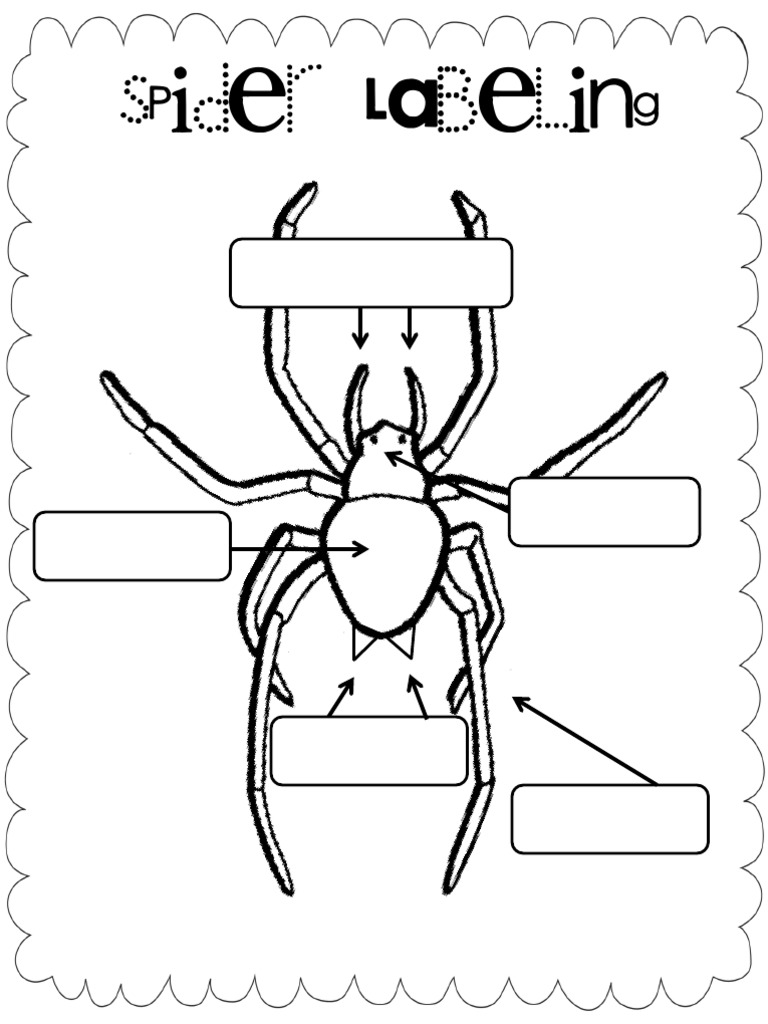 Spider Labeling | PDF