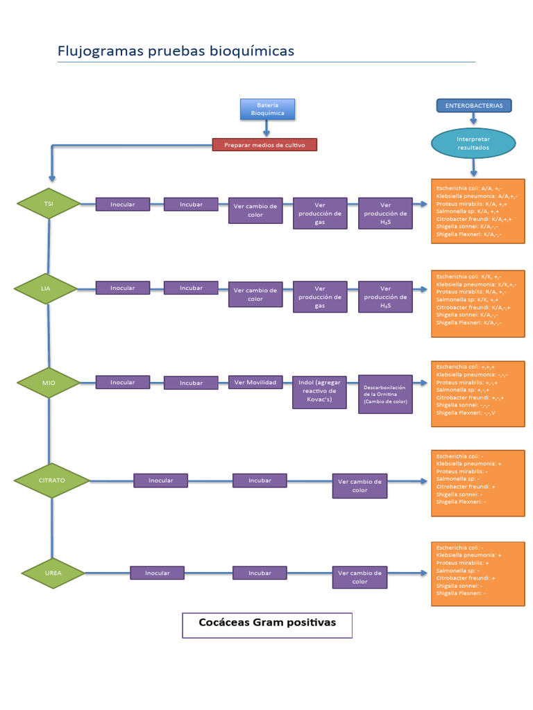 Pruebas Bioquímicas para Bacterias | PDF | Estreptococo | Procariota