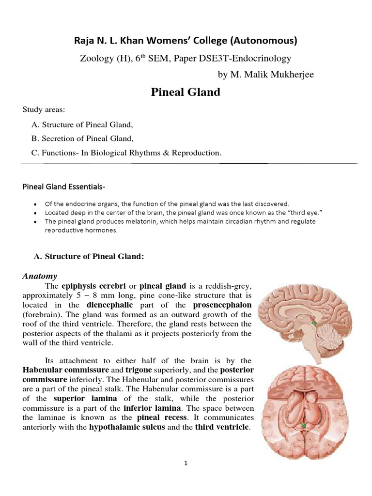 Pineal Gland | PDF | Sleep | Circadian Rhythm