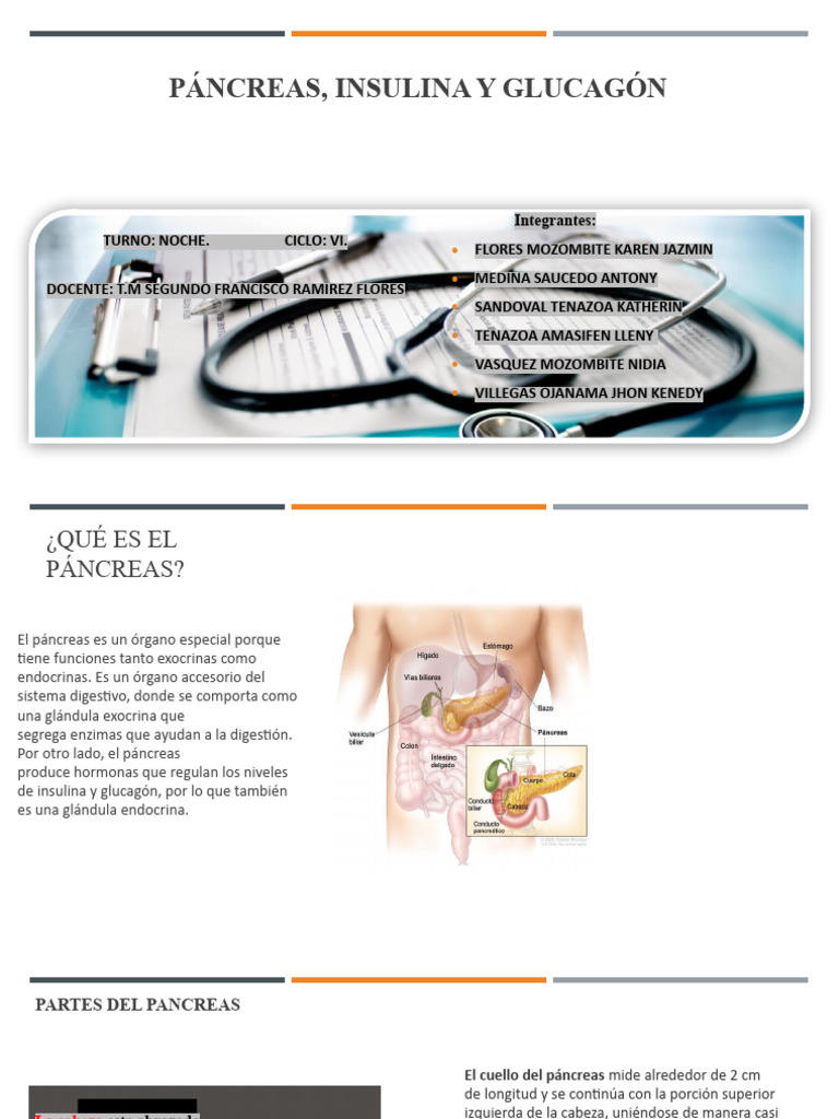 Pancreas, Insulina y Glucagon Grupo 5 3 | PDF | Páncreas | Insulina