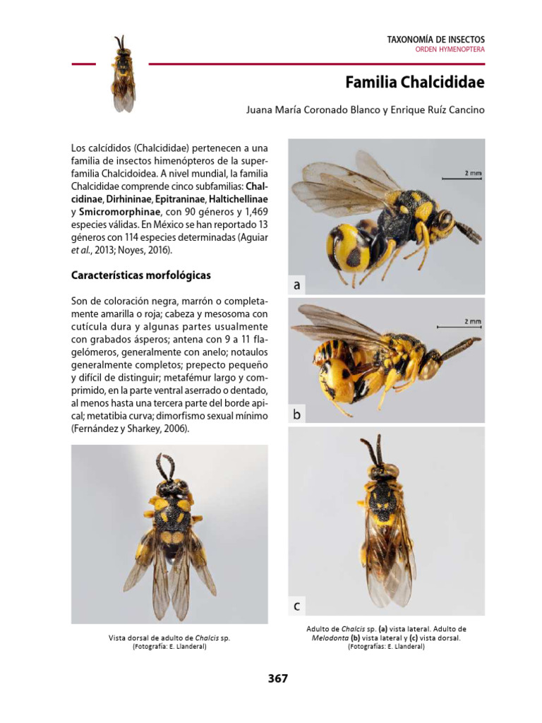 Familia Chalcididae | PDF | Publicación | Insectos