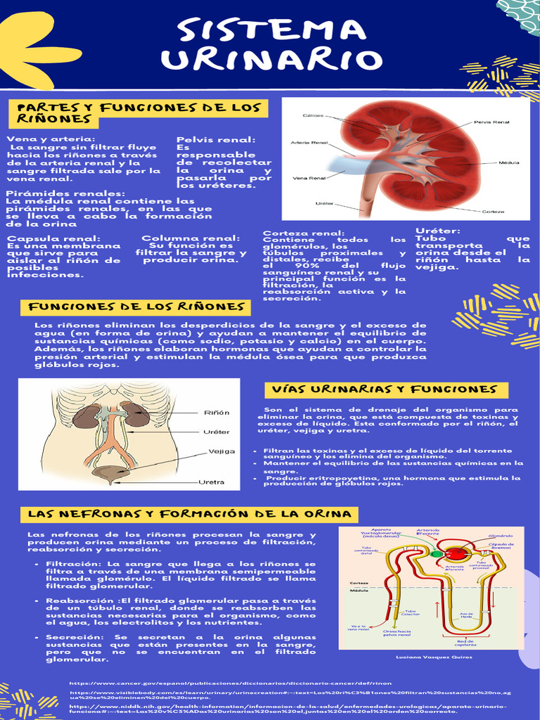Sistema Urinario | PDF | Riñón | Sistema urinario