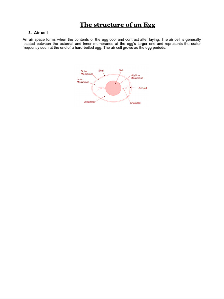The Structure of An Egg 35 | PDF | Home & Garden | Science & Mathematics