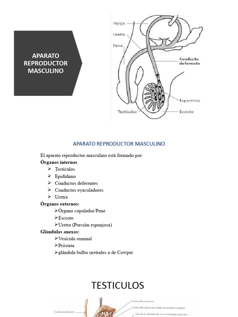 Aparato Reproducto Masculino 23 | PDF | Testículo | Anatomía