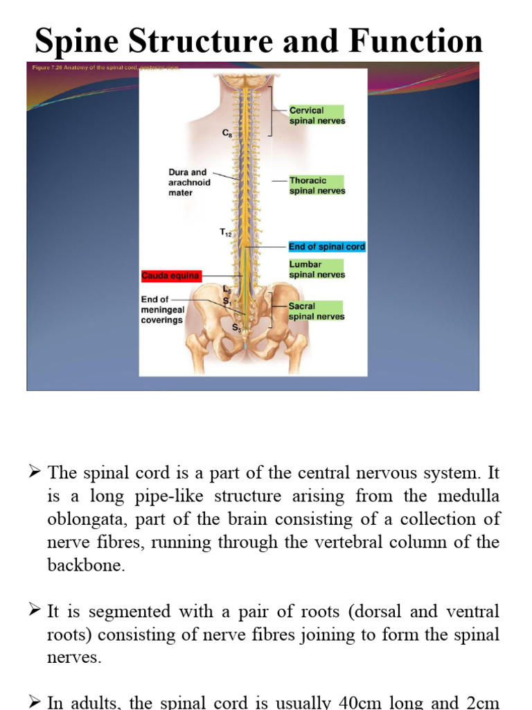 Spine Structure and Function (2) | PDF | Spinal Cord | Vertebral Column