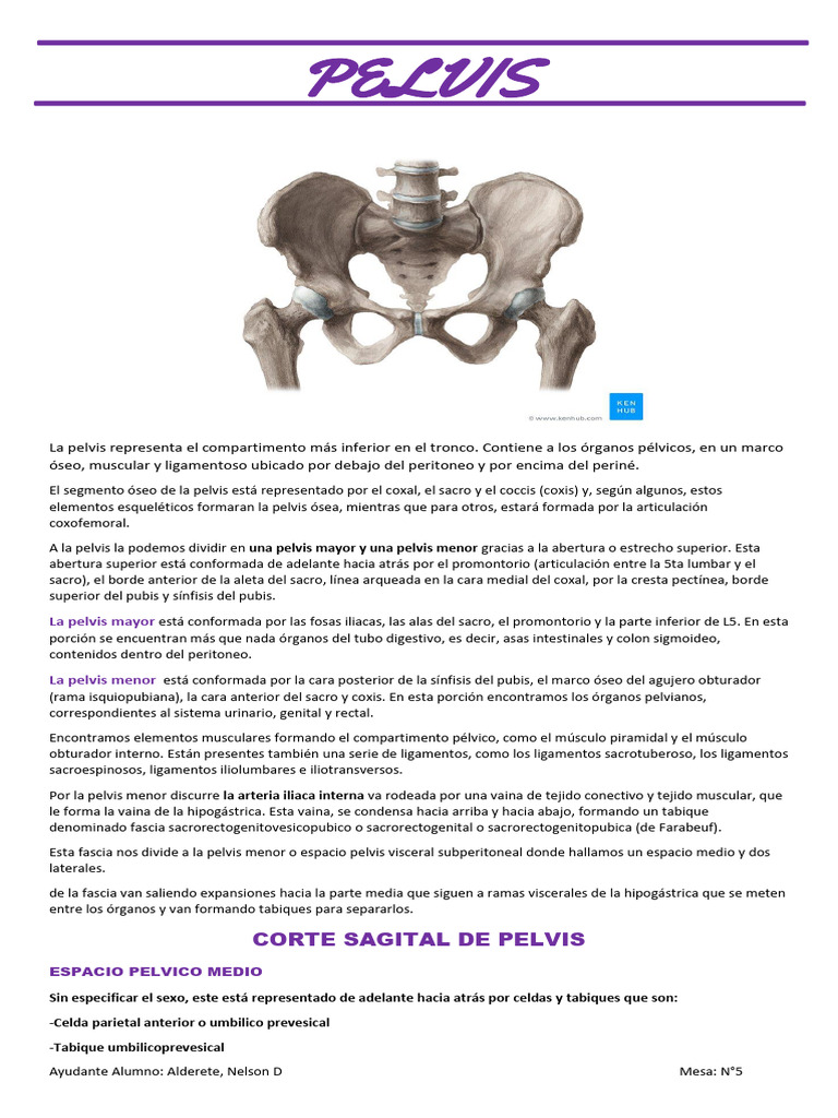 PELVIS 2022 | PDF | Pelvis | Anatomía humana