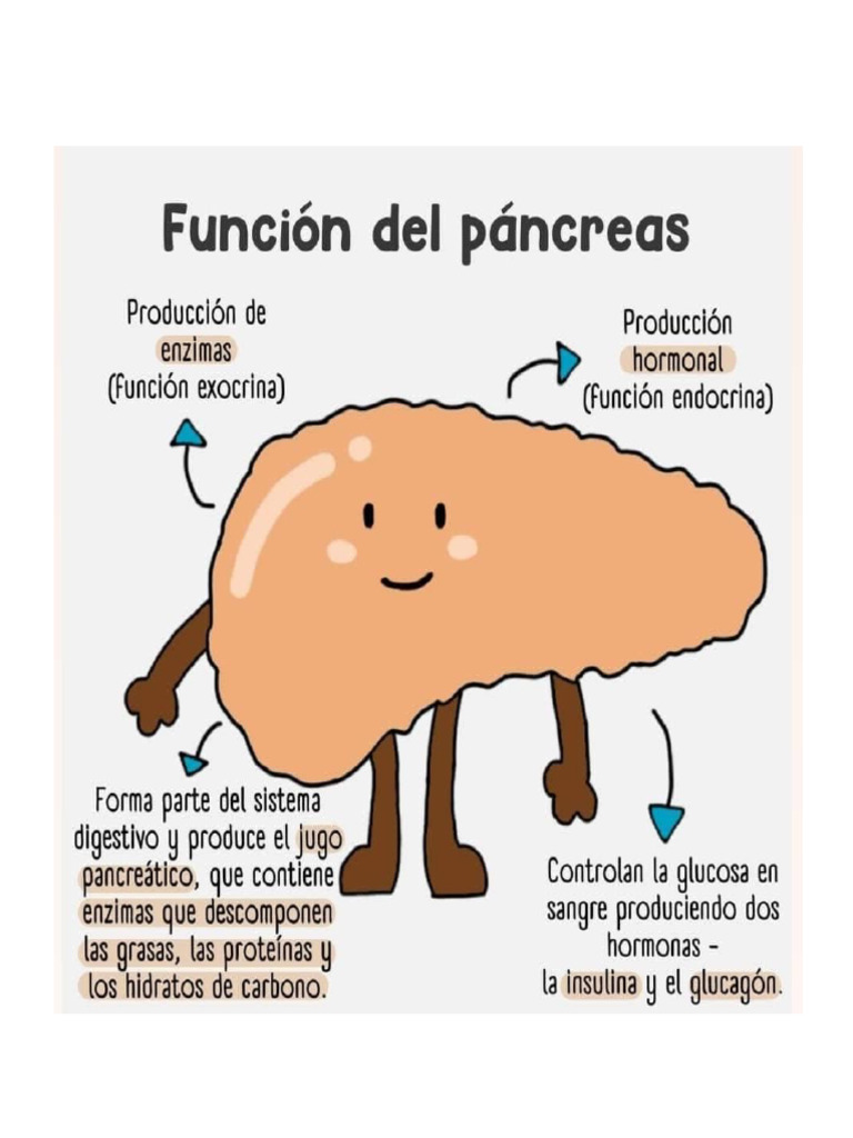 Funciones Del Páncreas | PDF