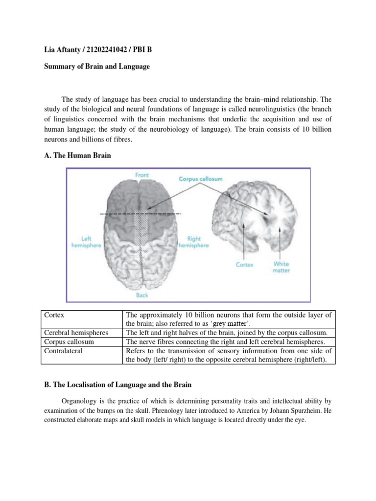 Lia Aftanty_21202241042_summary of Brain and Language | PDF