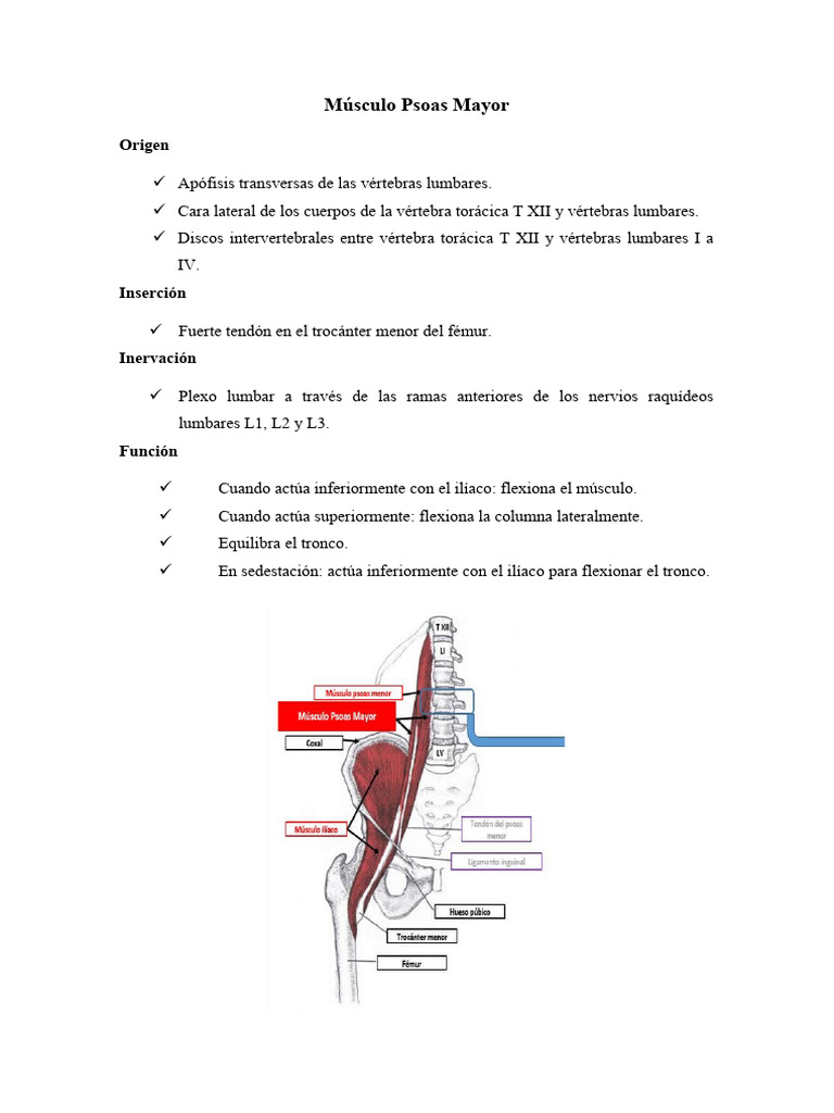 Músculos Psoas Mayor | PDF