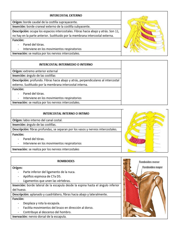 Clase 06 Musculos de Hombro | PDF | Hombro | La columna vertebral