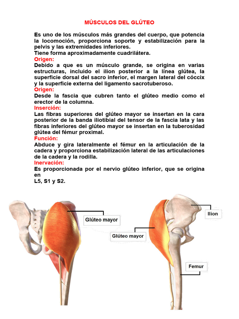 Musculos Del Gluteo | PDF | Sistema musculoesquelético | Anatomía humana