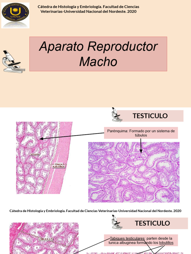 Atlas Aparato Reproductor De Macho Pdf Testículo Histología