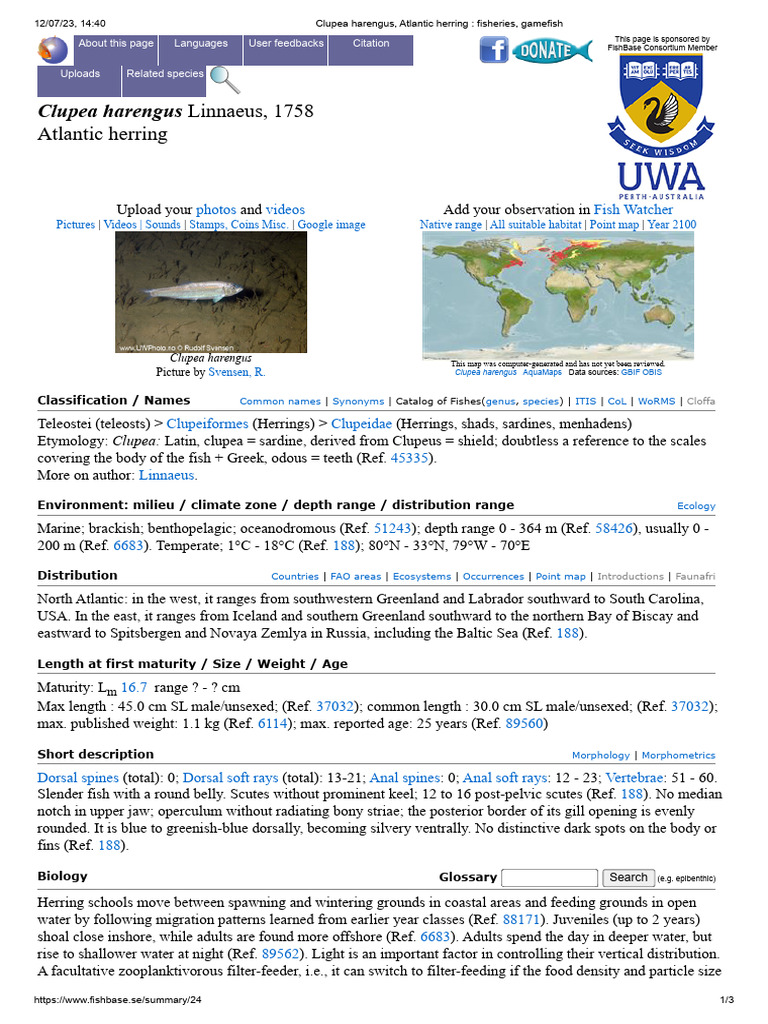 Clupea Harengus, Atlantic Herring - Fisheries, Gamefish | PDF | Spawn ...