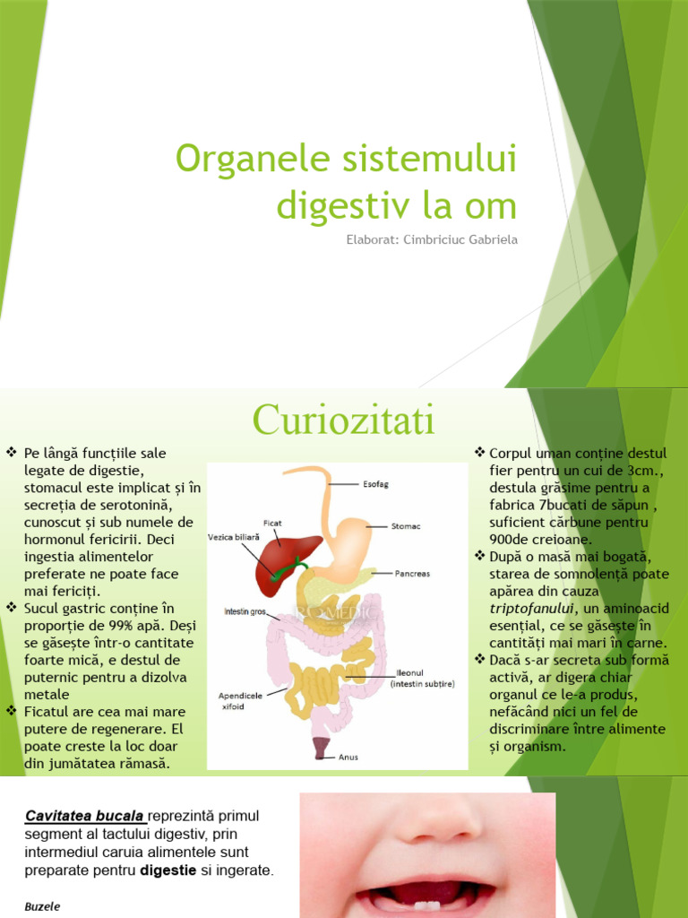 Organele sistemului digestiv la om | PDF