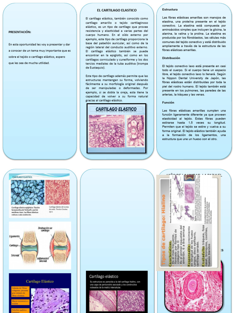 Triptico PITAGORAS La Flor | PDF | Cartílago | Tejido conectivo