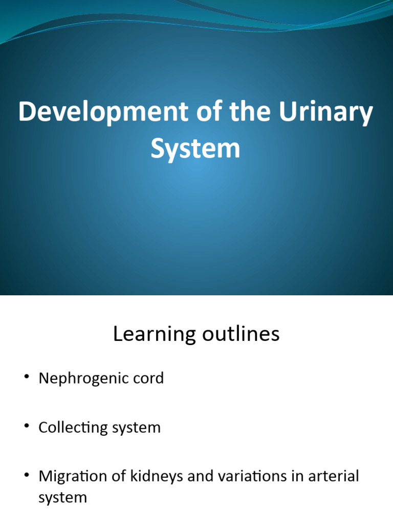 Development of The Urinary System | PDF