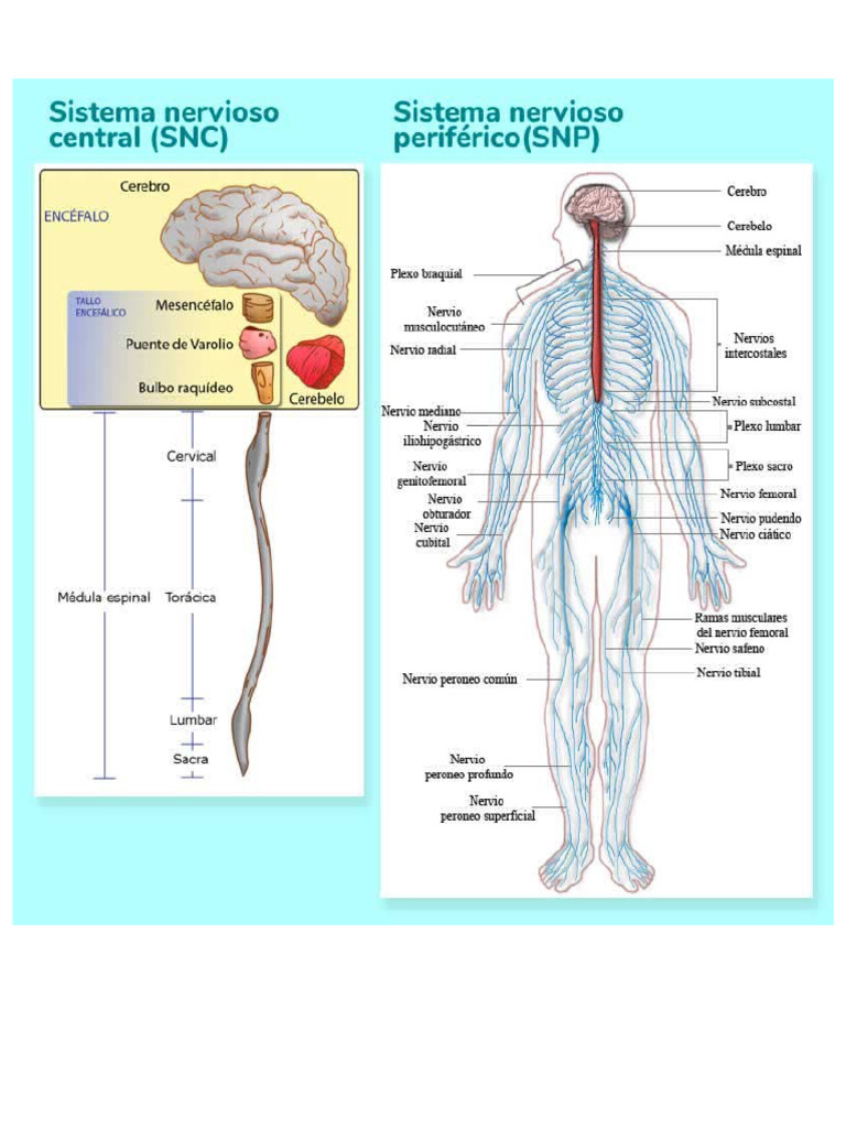 Esquema Sistema Nervioso | PDF