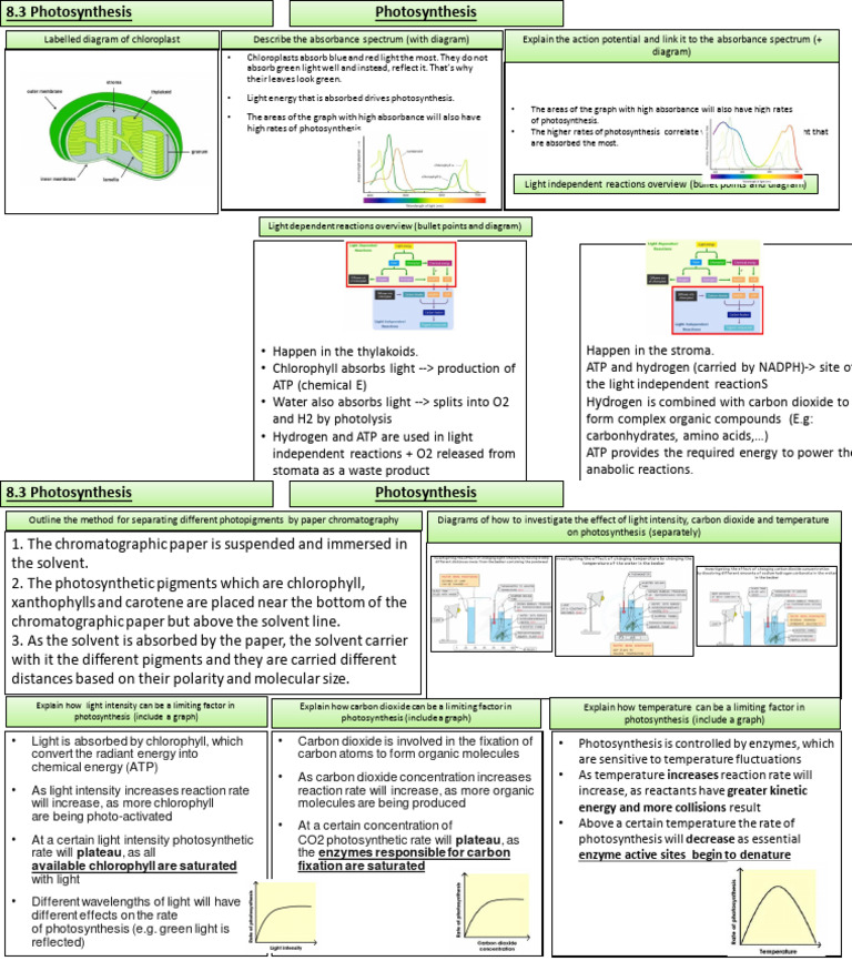 SL Photosynthesis Summary Complete | PDF | Photosynthesis | Photochemistry