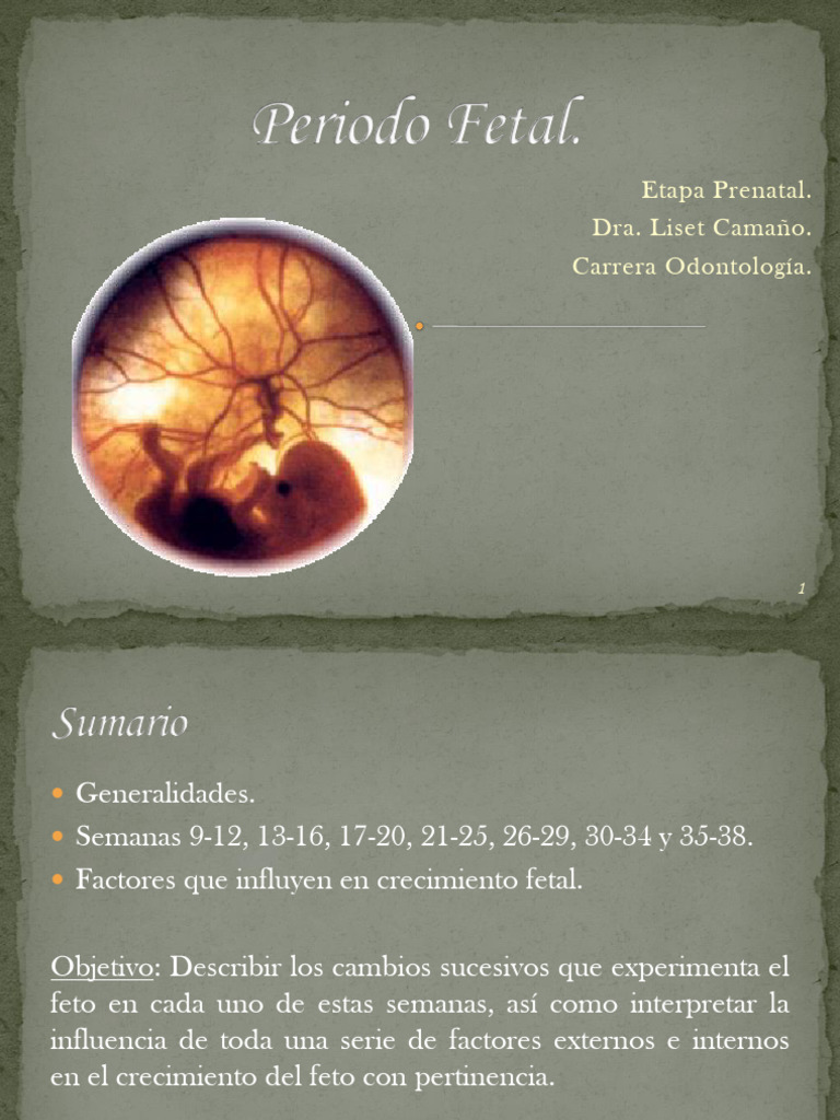 Periodo Fetal | PDF | Feto | El embarazo