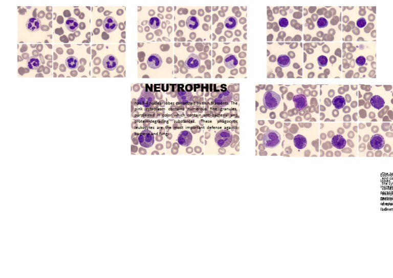 A4 HEMATOLOGY | PDF | White Blood Cell | Cell Biology