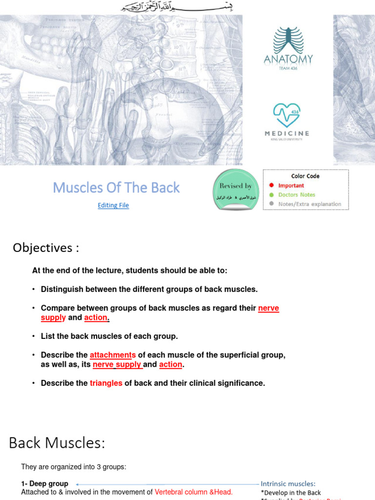 Muscles of The Back 2 | PDF | Vertebral Column | Musculoskeletal System