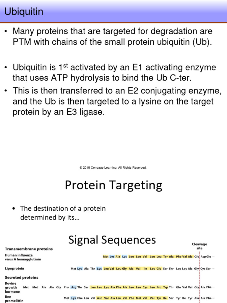 Protein Degradation & Mutations | PDF | Genetic Code | Translation (Biology)