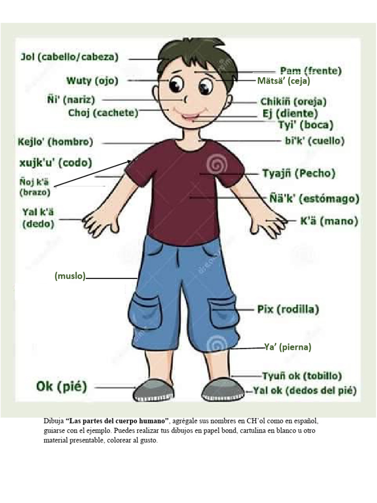 Dibujo De Partes Del Cuerpo Humano 333.705 Partes De La Anatomia