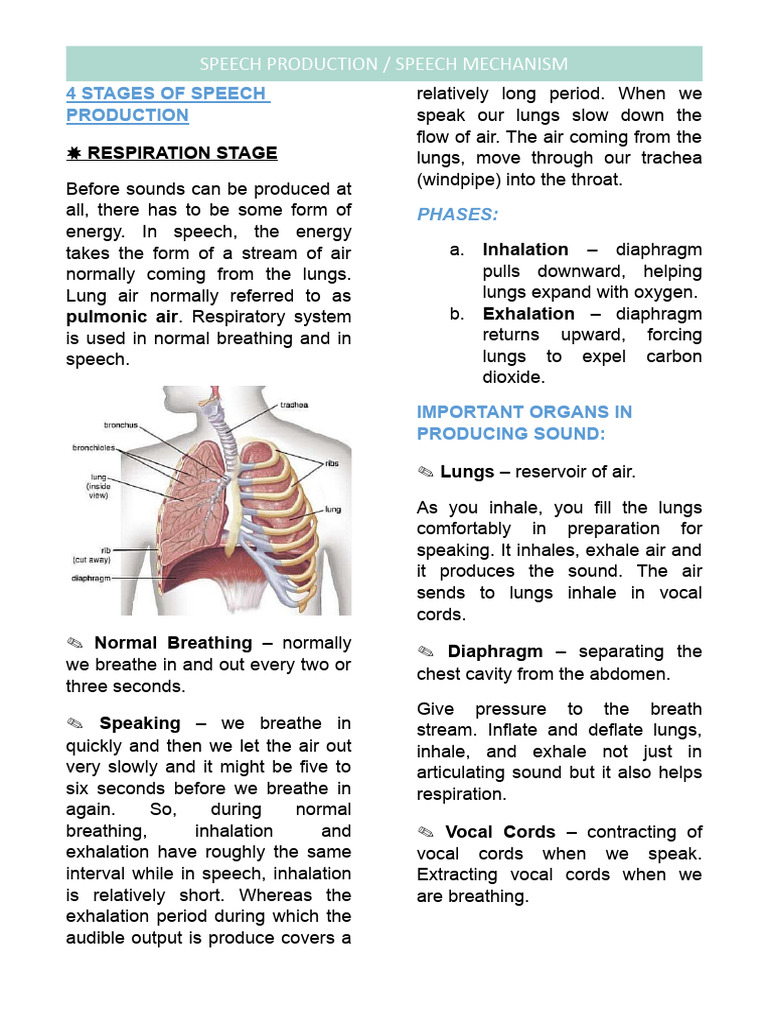 Four Stages of Speech Production | PDF | Breathing | Respiratory System